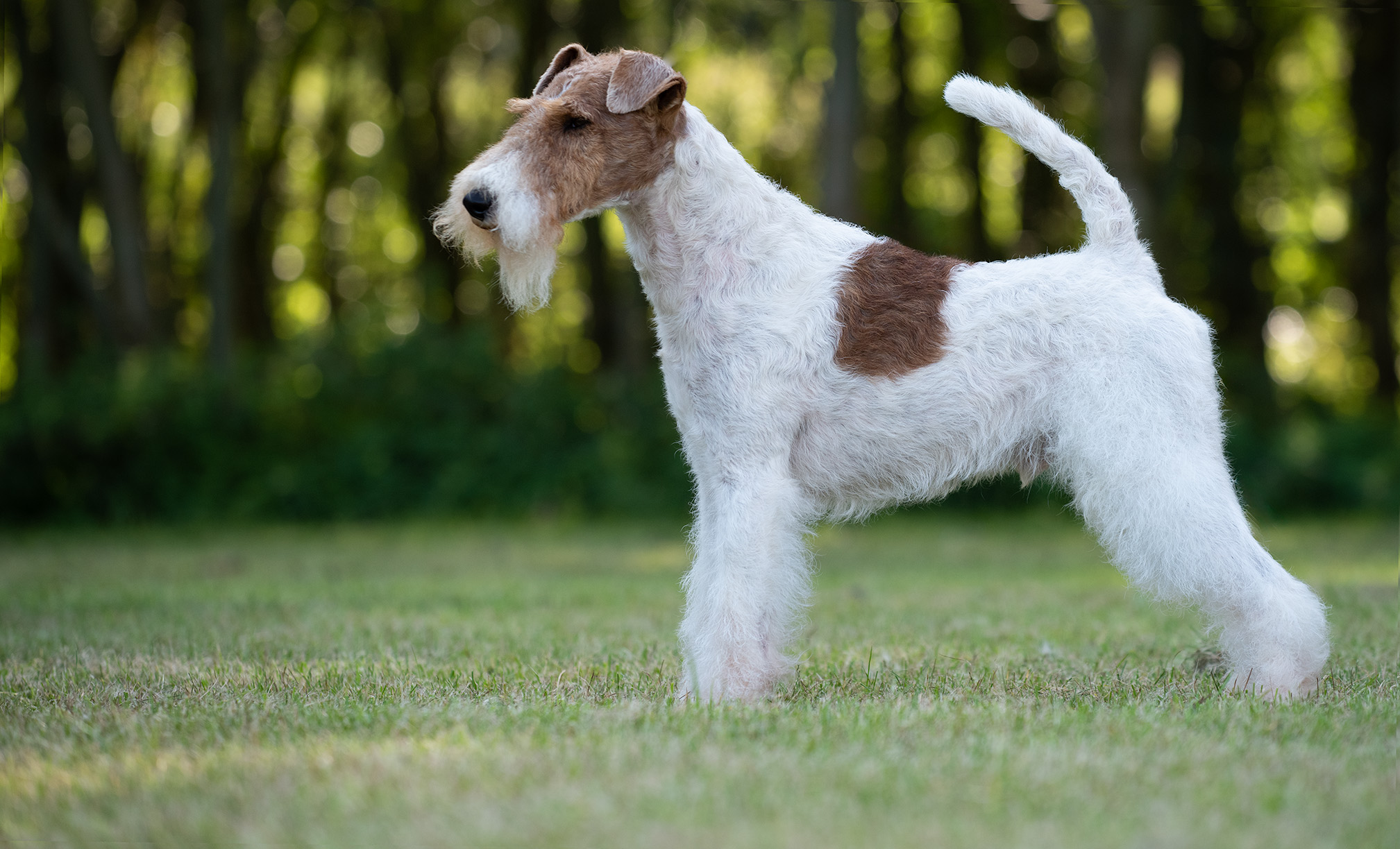Puppen – Wildwyre Foxterrier Kennel